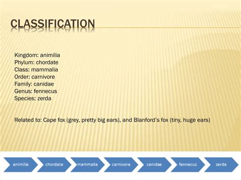 Ppt Fennec Fox Powerpoint Presentation Free Download Id2071025