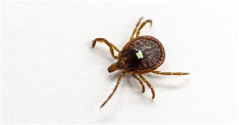 A Mysterious Meat Allergy Caused By A Tick Bite Is Now “an Emerging Public Health Concern”