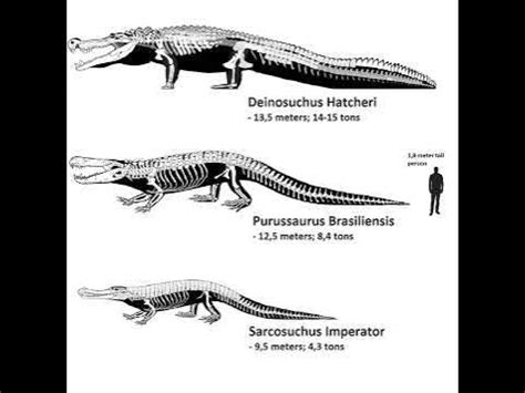 Deinosuchus Purussaurus And Sarcosuchus Size Comparison Youtube
