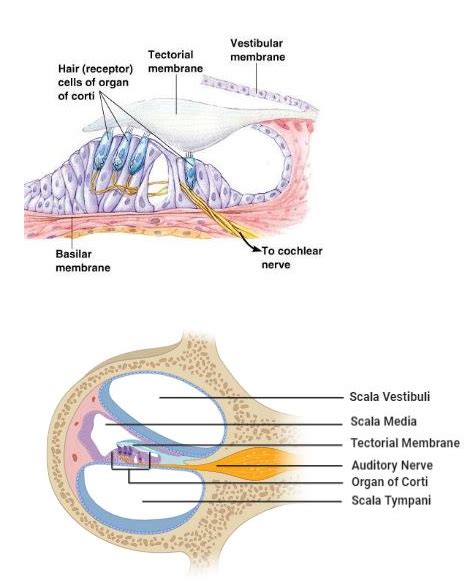 Cochlear Duct