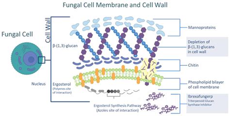 Ibrexafungerp In Development For Treatment Of Mold Infections