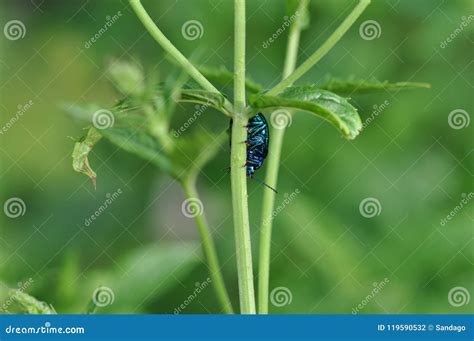 Bug On Twig Stock Photo Image Of Leafs Freedom Happy 119590532