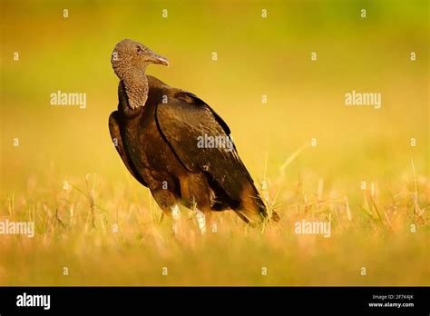 Ave Negra Carnívora Especie Fascinante Y Enigmática Loros Y Guacamayos