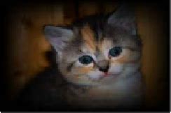 How Do I Fade The Edges Of An Image In Java Example Given Stack Overflow