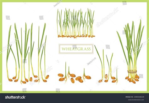 Collection Wheatgrass Various Shapes Sizes Arranged Stock Vector