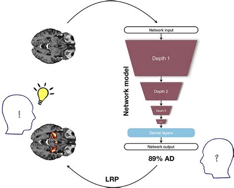 Frontiers Layer Wise Relevance Propagation For Explaining Deep Neural