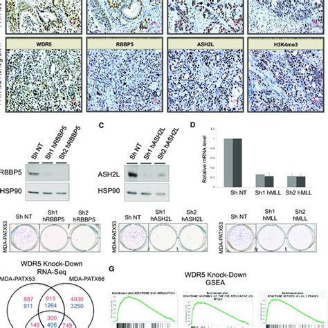 Compass Complex Subunits Are Required For Pdac Cell Proliferation A Download Scientific