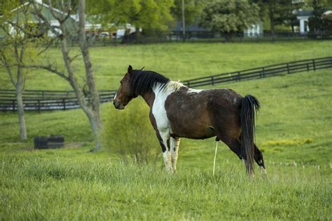 Horse Peeing Grass Free Photo On Pixabay Pixabay