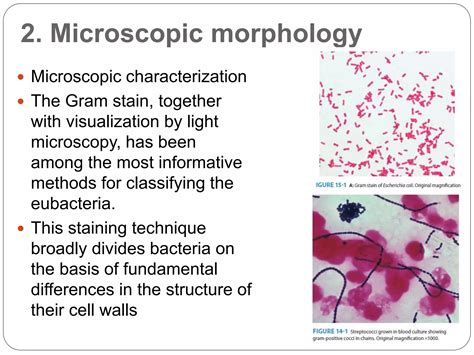 Classification Of Microorganisms Pptx