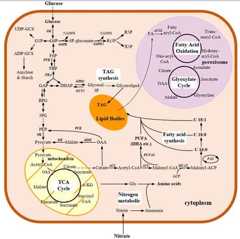 Metabolic Pathways Analysis Creative Proteomics Mfa