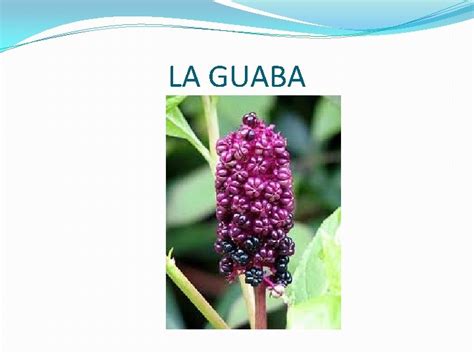 Que Es Un Guaba At Ernest Rue Blog