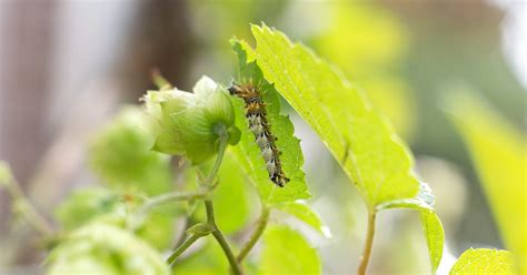Caterpillar Food Plants Bbc Gardeners World Magazine