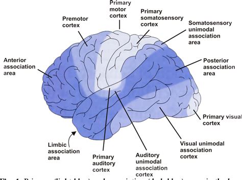 Table 1 From The Role Of Human Medial Frontal Cortex In Cognition