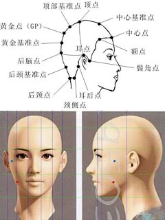 人体头部结构 花瓣网陪你做生活的设计师