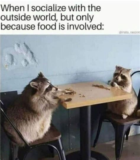 Pin By Elisa Bosc On Pedro Raccoon Funny Raccoon Funny Food Memes