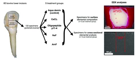 Flowchart Of The Experimental Steps From 60 Bovine Lower Incisors 120 Download Scientific