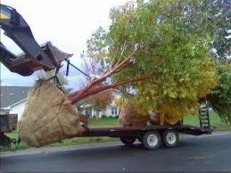 Tree Relocation Service In Bijnor By Relocato Packers Movers ID