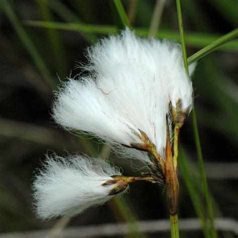 British Wild Plant Eriophorum Gracile Slender Cottongrass