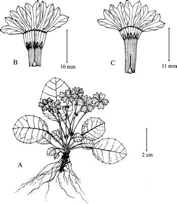 New And Noteworthy Species Of Primula Primulaceae From China