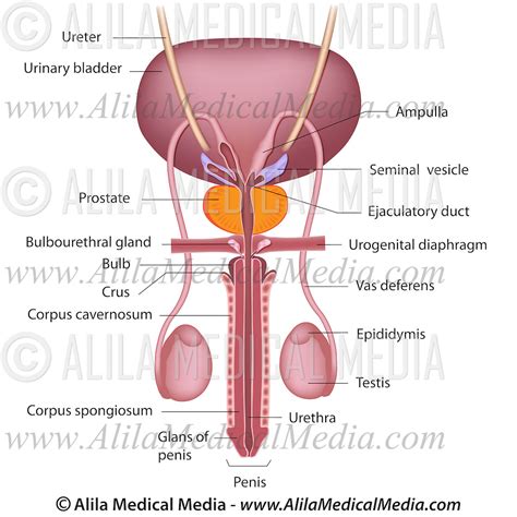 Male Reproductive Model Labeled Seminal Vesicles