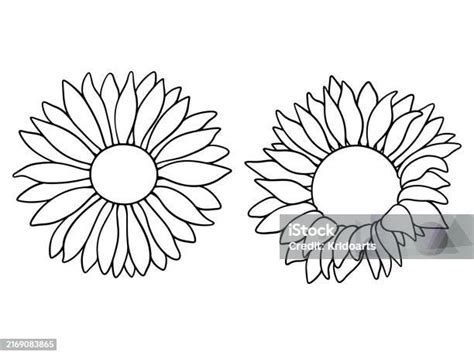 벡터 해바라기 일러스트 라인 아트 스타일에 설정 그래픽 흑백 그림 손으로 그린 꽃 윤곽선 스케치 새겨진 그림 색칠 공부 책 문신 로고 아이콘 라벨에 대한 디자인 요소 가을에