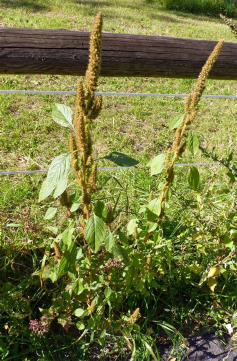 Amaranthus Blitum