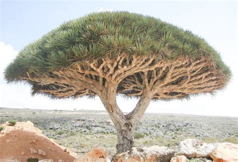 The Strange And Intriguing Dragon Blood Tree Of Socotra Island Hubpages