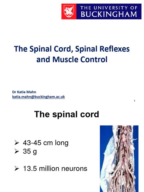 4 Bmc Lecture Spinal Cord Autosaved Pdf Spinal Cord Vertebral