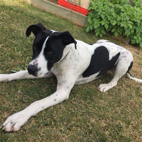 Forty Large Male Great Dane X German Shorthaired Pointer X Bull Arab