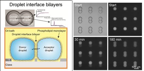 Droplet Microarrays For High Throughput Analysis Of Biochemical Samples And Single Cells 2023