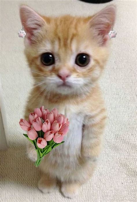 Gatito Очаровательные котята Милые котики Котята