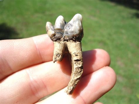Exceptional Rooted Manatee Tooth Recently Sold Fossils