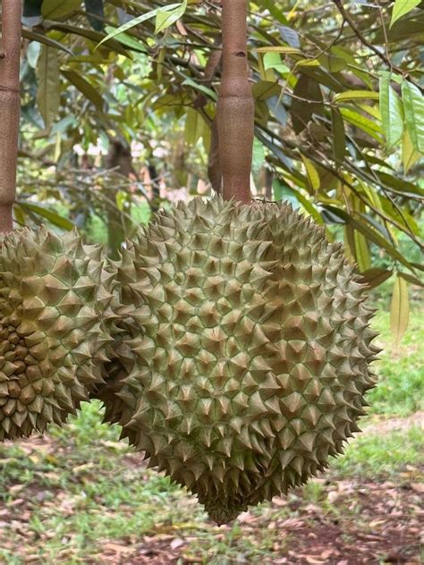 ត្រូវប៉ាន់ផ្លែទុរេនខេត្តកំពង់ចាមល្បីឆ្ងាញ់ កំពុងមមាញឹកប្រមូលទិន្នផលដើមដៃ