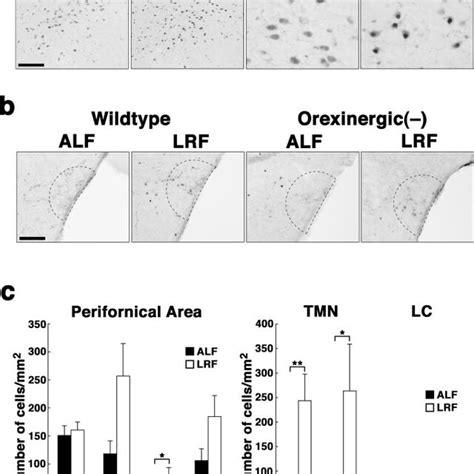 Activation Of Orexin Neurons During The Food Anticipatory Period Under