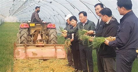 예산 대표 작물 쪽파 가격 폭락에 농민들 울상