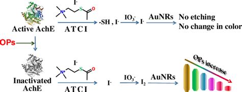 Schematic Presentation Of The Colorimetric Assay Of Organophosphorus