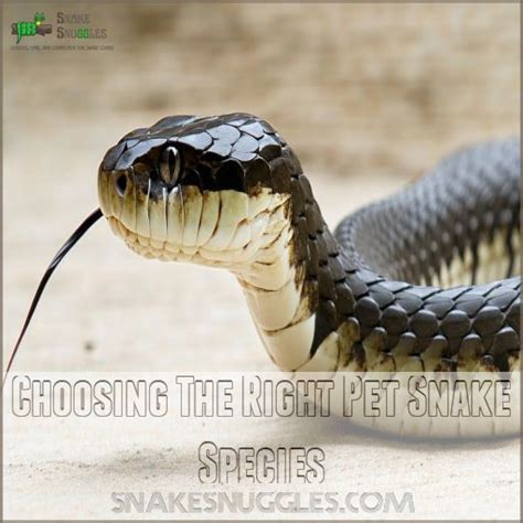 How Can You Tell The Gender of a Snake? Expert Tips Inside