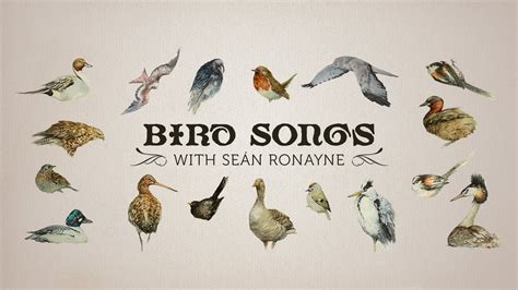 Bird Songs With Seán Ronayne RtÉ Podcasts