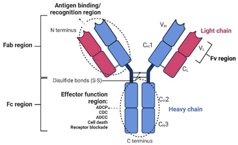 Bispecific Antibodies A Novel Approach For The Treatment Of Solid Tumors