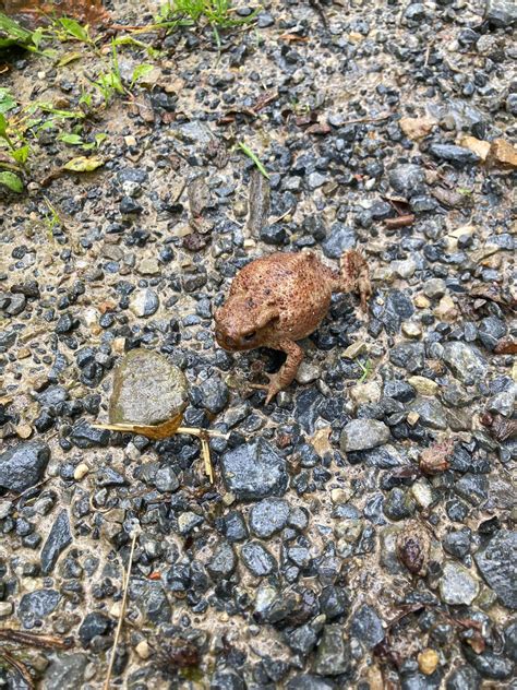 Are Cute Toads Allowed R Frog