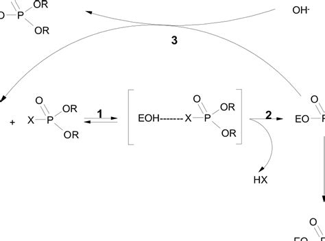 Schematic Representation Of The Interaction And Enzymatic Steps In The