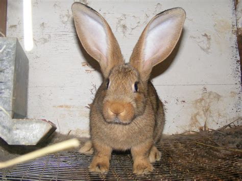 Rabbit Cage For Flemish Giant At Jennifer Pardue Blog