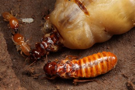 Termite King And Queen Size