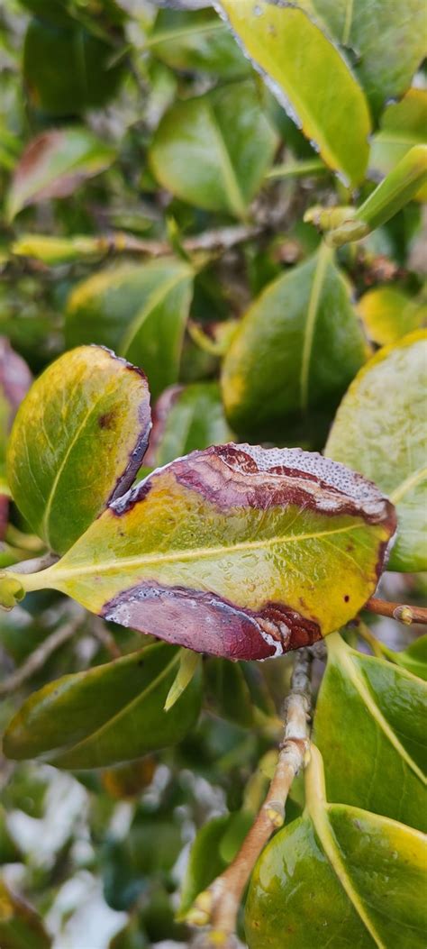 Whats Wrong With My Camellia Rgardening