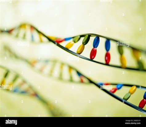 Dna Helices Models Showing The Double Helix And Nucleotide Base