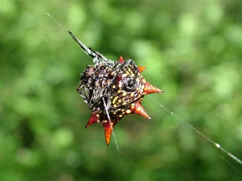Crab Spider Florida