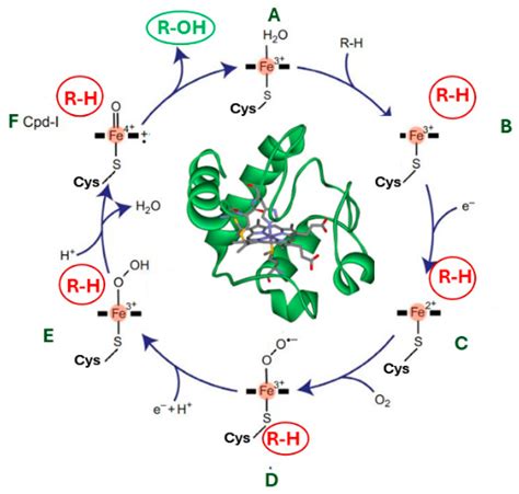 Impact Of Cytochrome P450 Enzyme On Fruit Quality