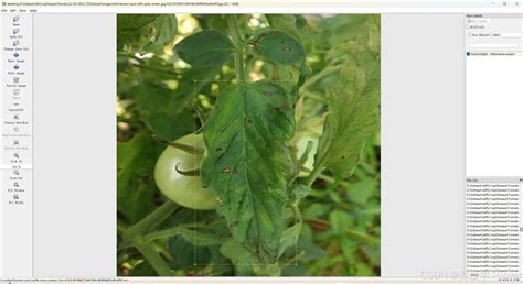 ＜数据集＞番茄病害识别数据集＜目标检测＞番茄病害数据集 Csdn博客