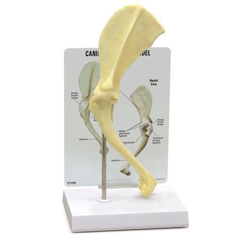 Anatomical Model Canine Shoulder