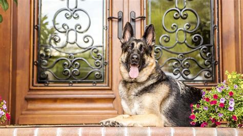 La différence entre un chien de garde et un chien de garde Vie Associative